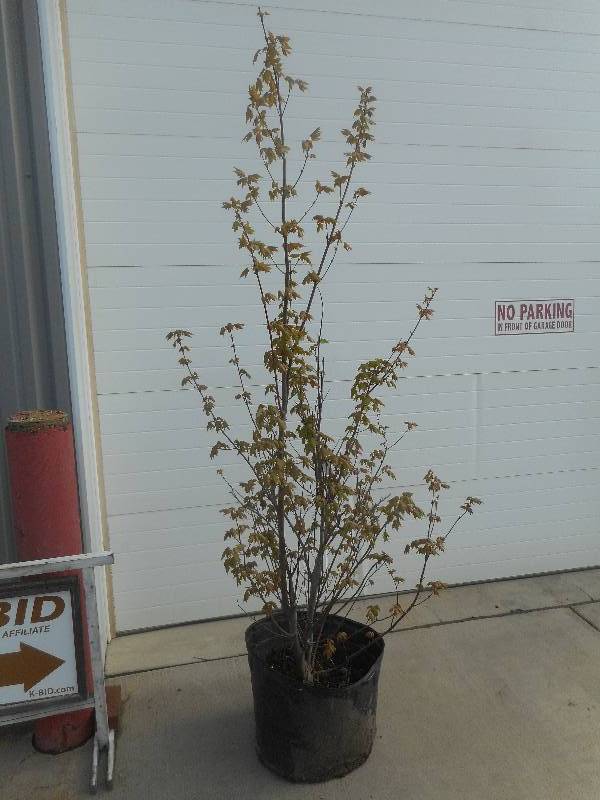 Potted Amur Maple Tree Clump, Appro... | LE May Potted Trees | K-BID