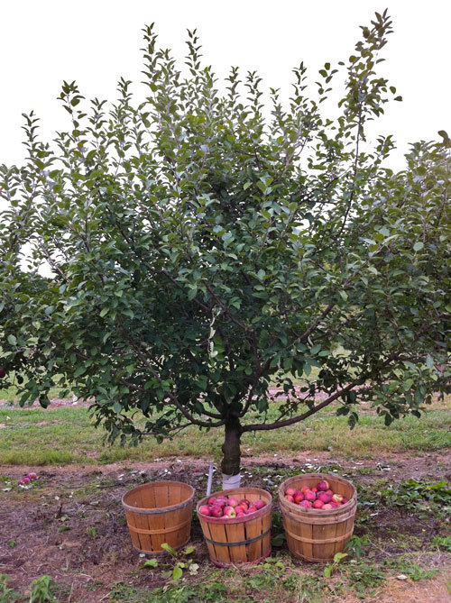 Haralson Apple Tree, Balled & Burla... | Loretto Equipment #293 | K-BID