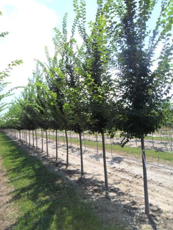 Patriot Elm Tree | LE Nursery Stock #31 | K-BID