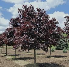 Royal Red Maple Tree | LE Nursery Stock #32 | K-BID
