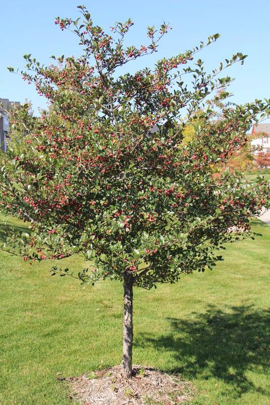 Hawthorne Tree | LE Nursery Stock #32 | K-BID