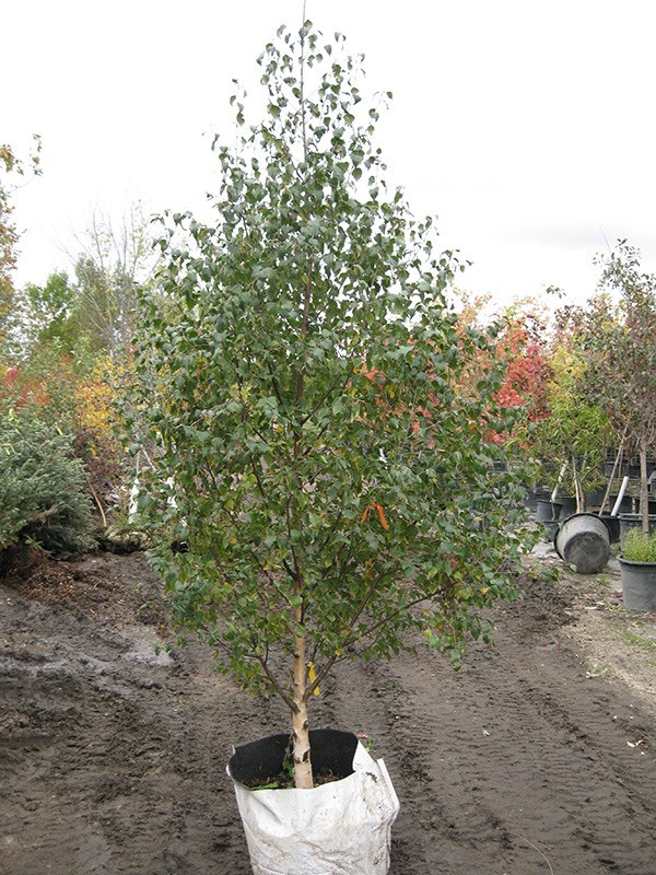 Dakota Pinnacle Birch Tree | Premium-Quality Tree Auction | K-BID