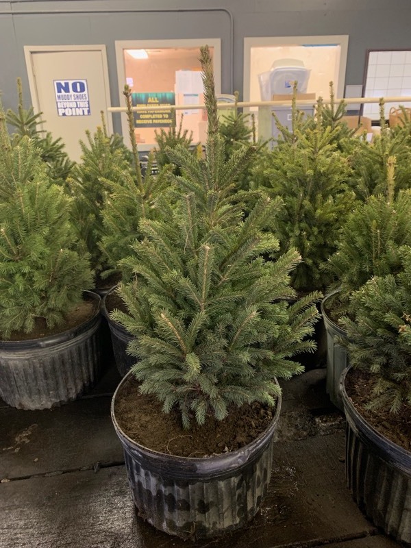 April Potted Spruce Trees | K-BID