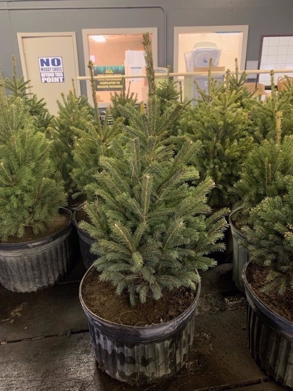 Fifty Easy-To-Handle Potted Spruce Trees | K-BID