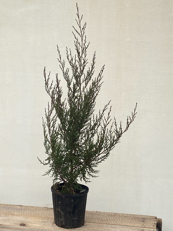 Potted Junipers & Arborvitaes | K-BID