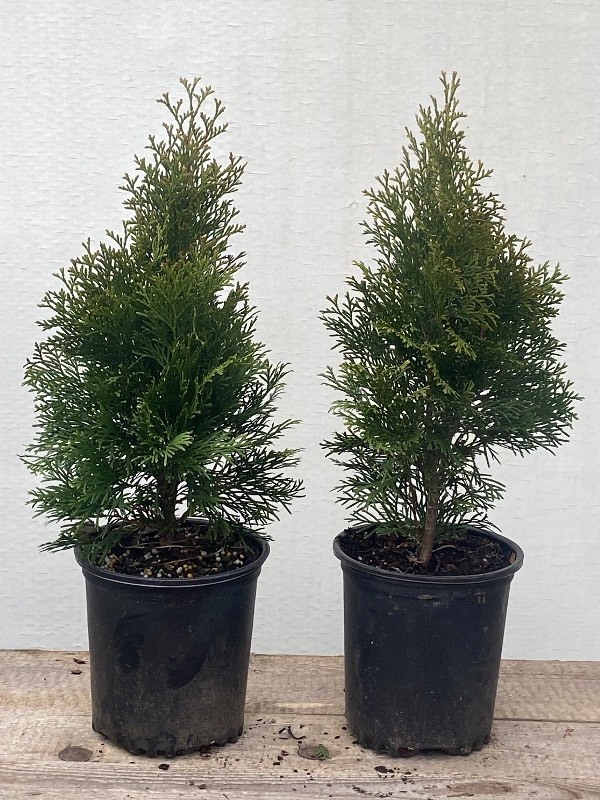 Potted Junipers & Arborvitaes | K-BID