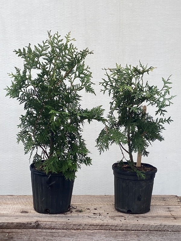 Potted Junipers & Arborvitaes | K-BID