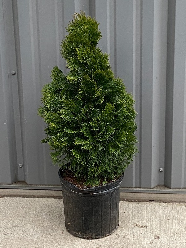 Potted Trees & Plants --- Junipers / Arborvitae / Sedum Succulents ...