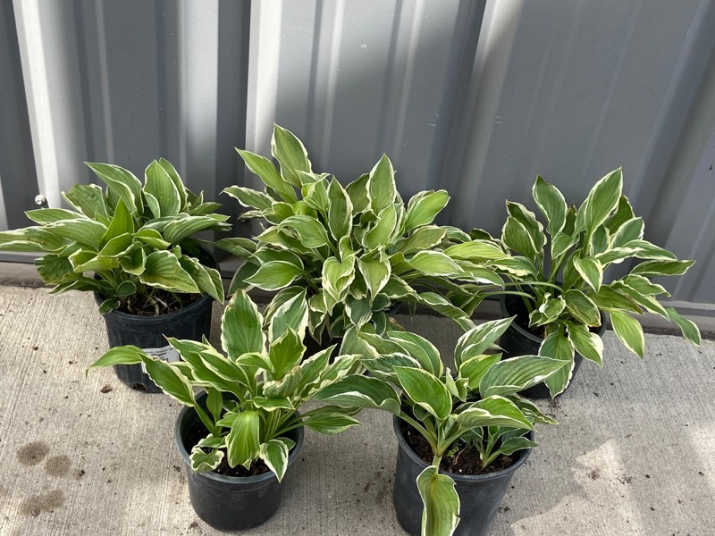 June Plants: Assorted Hostas -- Wild Geraniums -- Coreopsis | K-BID