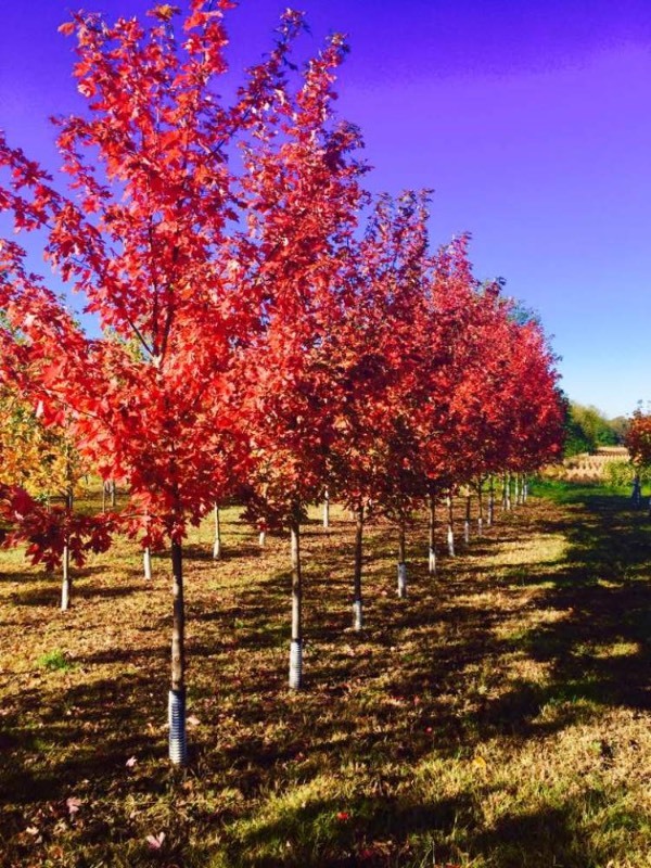 Fall PREMIUM TREES #1: Autumn Blaze / Red Point / Sugar Maples ...