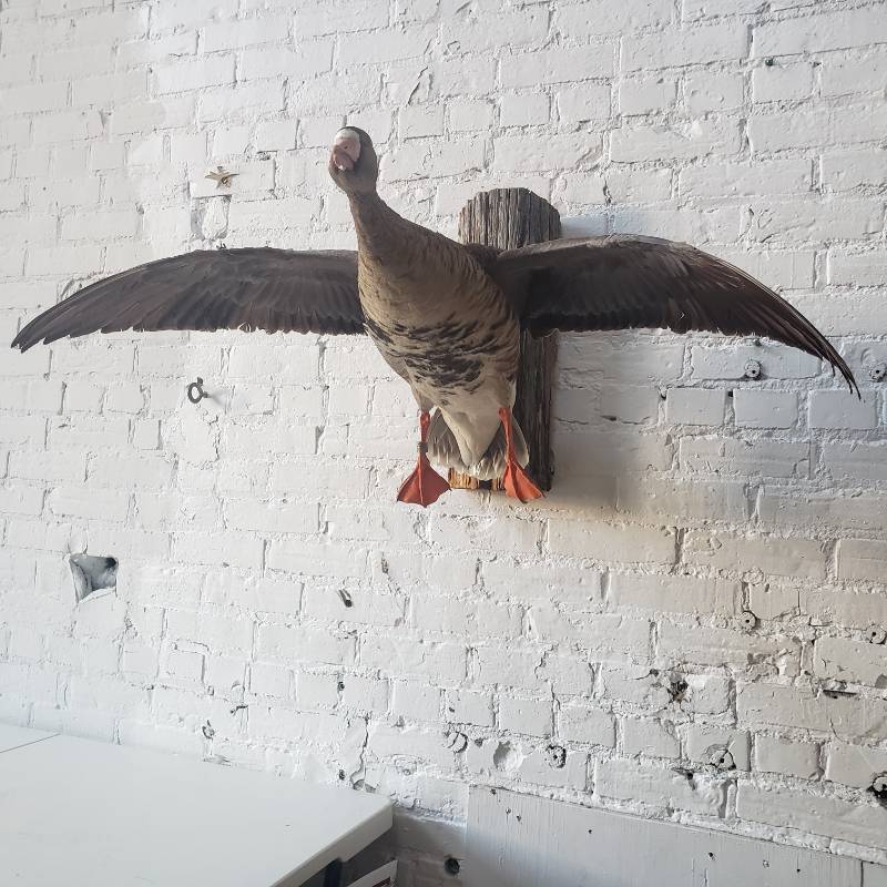 BAM! BAM! KaPoW! ~ Its Hunting Season | K-BID