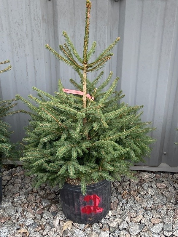 April Potted Norway Spruce Trees | K-BID