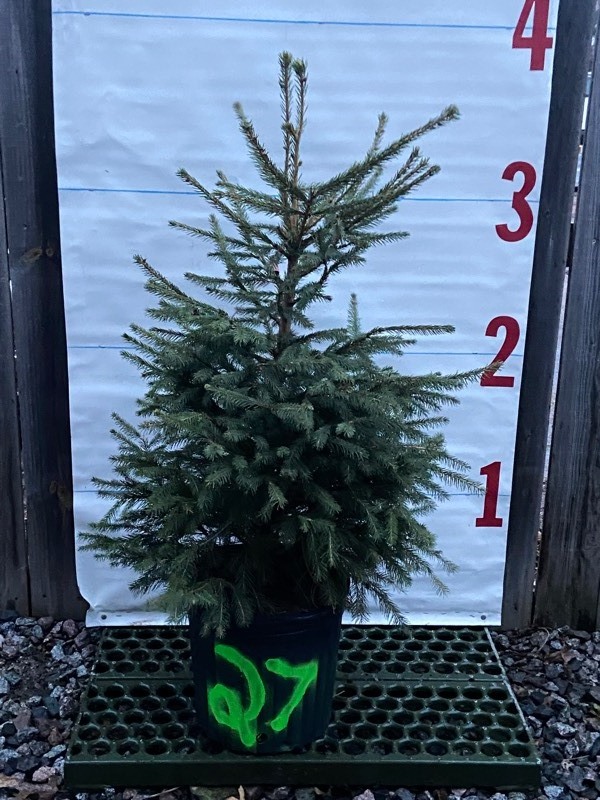 Potted Norway Spruce #2 | K-BID
