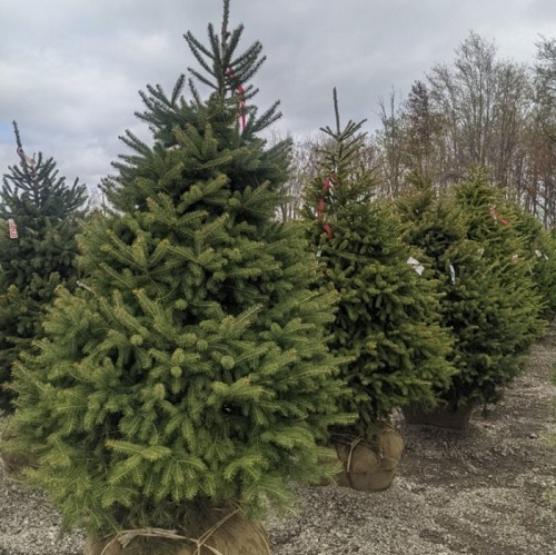 Ball & Burlap Spruce Trees | K-BID