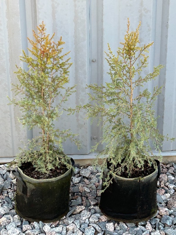 Potted Irish Junipers & Arborvitaes | K-BID