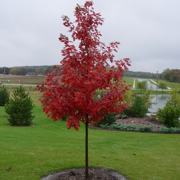 May Ball & Burlap Trees -- Autumn Blaze Maple / Skyline Locust / Swamp ...