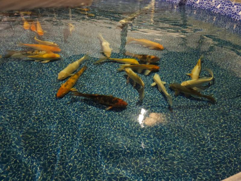 ONSITE Live Exotic Koi Fish Liquidation!! Lots of 2 large, 3 Medium ...