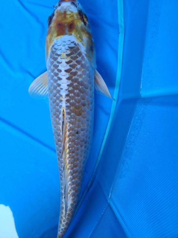 ONSITE Live Exotic Koi Fish Liquidation!! Lots of 2 large, 3 Medium ...