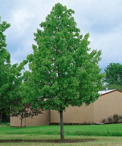 June Ball & Burlap Trees -- Maples / Spruce / Crabapple / Linden / Oak ...