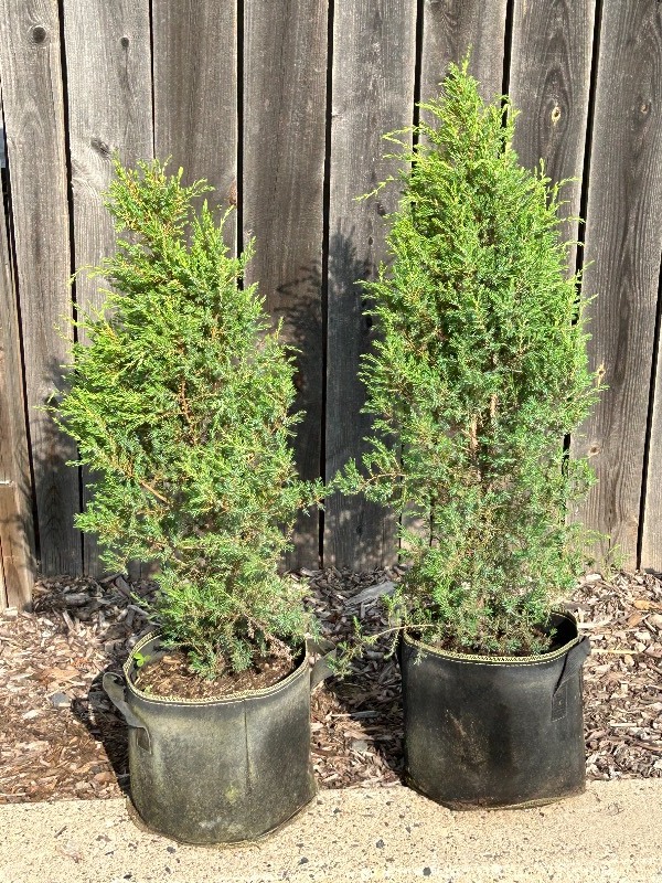 Potted Junipers -- Red Cedars -- Hostas | K-BID