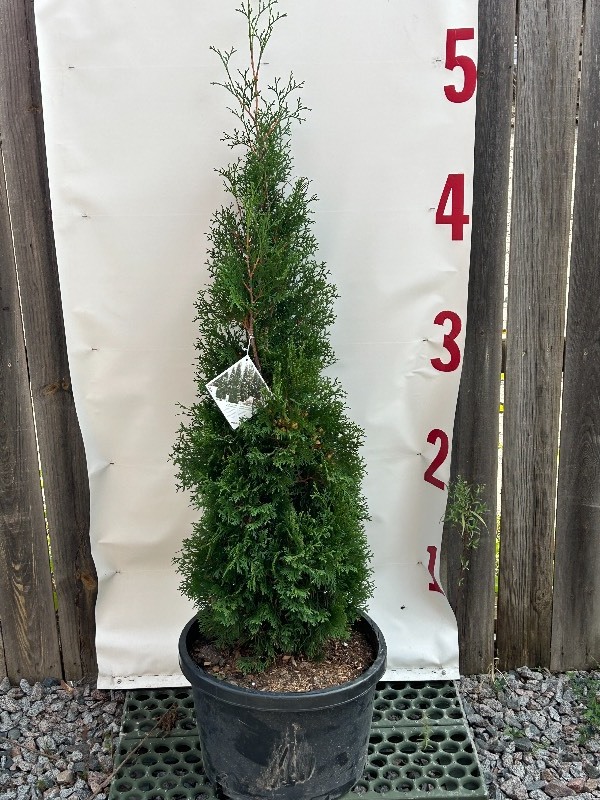 Potted Juniper & Arborvitae | K-BID