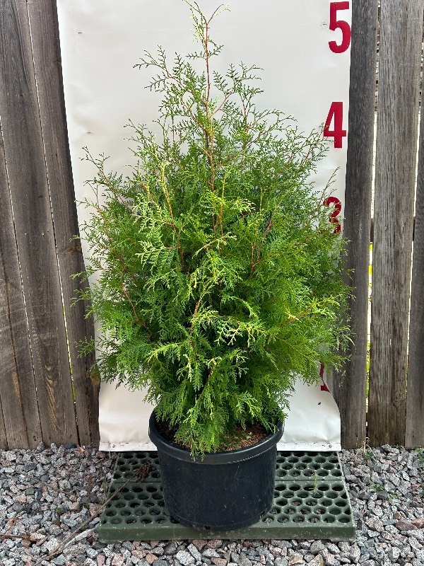 Potted Juniper & Arborvitae | K-BID