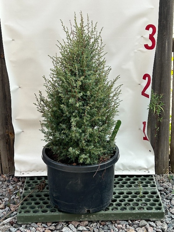 Potted Juniper & Arborvitae | K-BID