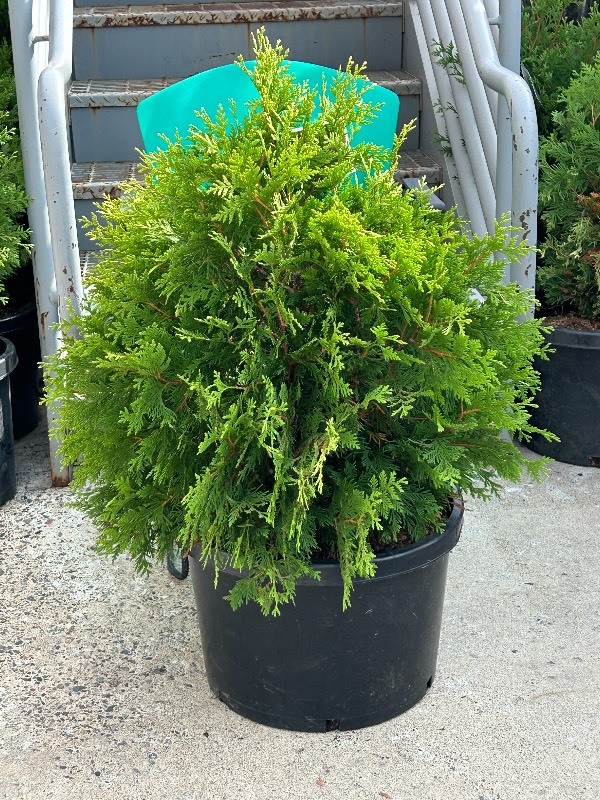 Potted Juniper & Arborvitae | K-BID