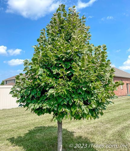 Final Fall Tree Auction | K-BID