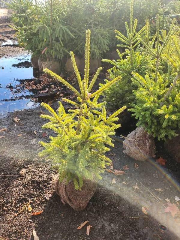 Final Fall Spruce Tree Closeout - OVER 300 Spruce Trees! Black hills ...