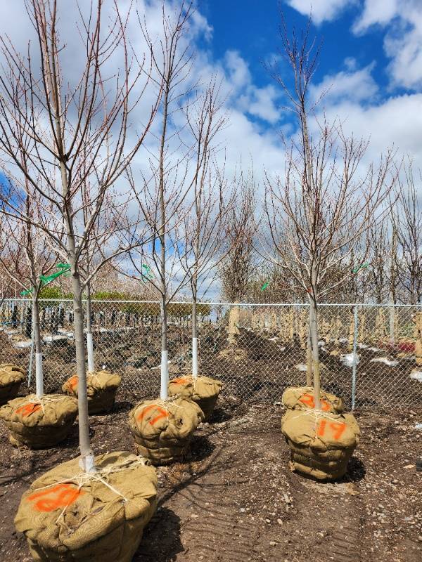 Ball & Burlap Tree Sale - Red Maple, River Birch, Autumn Blaze, Snow ...