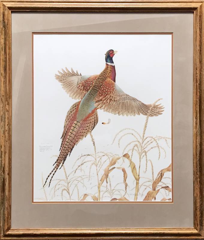 Don Whitlatch professionally framed print "Ringtail Pheasant" with ...