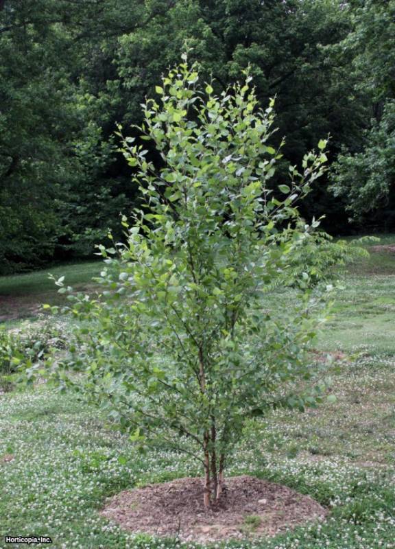 River Birch Clump (File Photo) | LE Nursery Stock #17 | K-BID